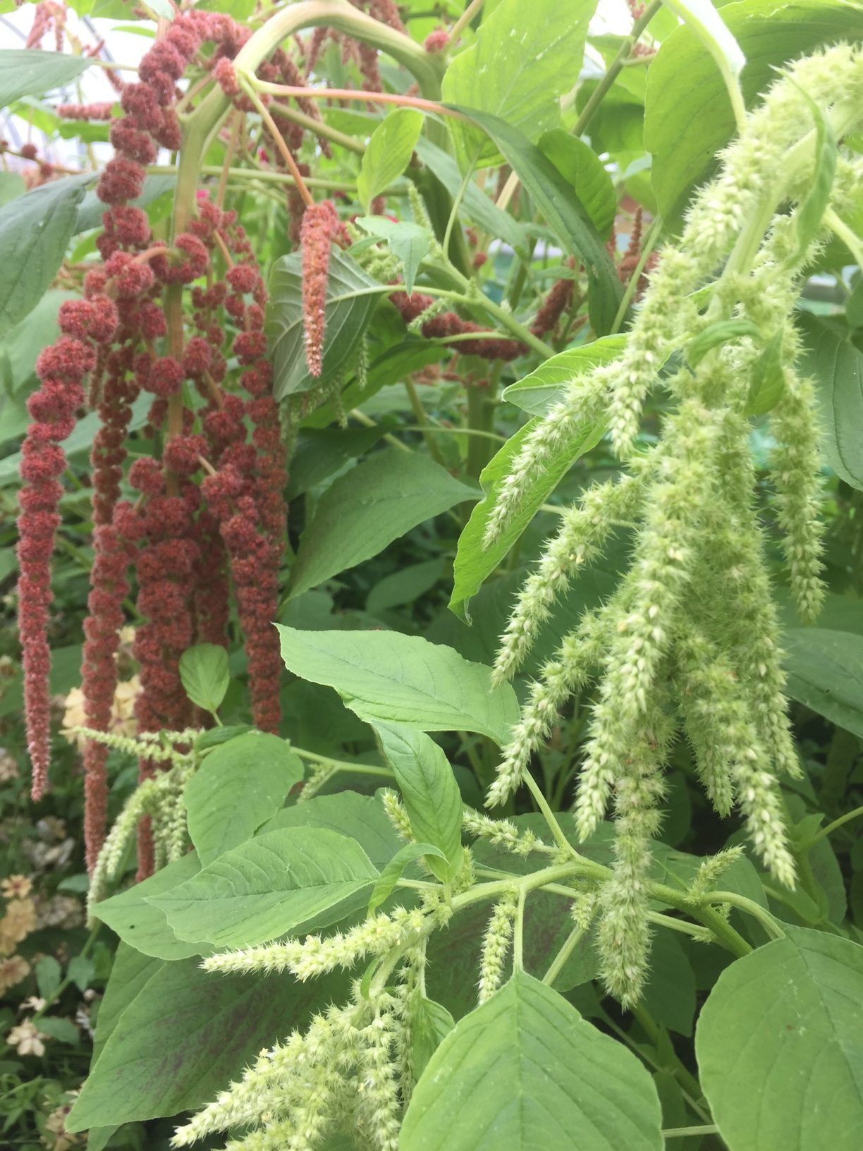 Flowers for Florists – Pickers Cut Flowers