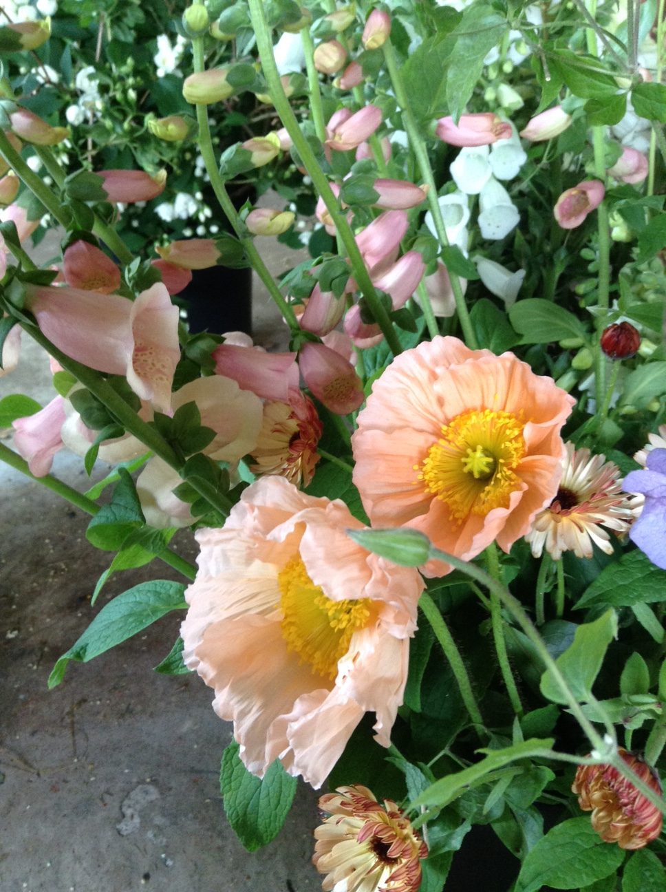 Summer Flowers – Pickers Cut Flowers